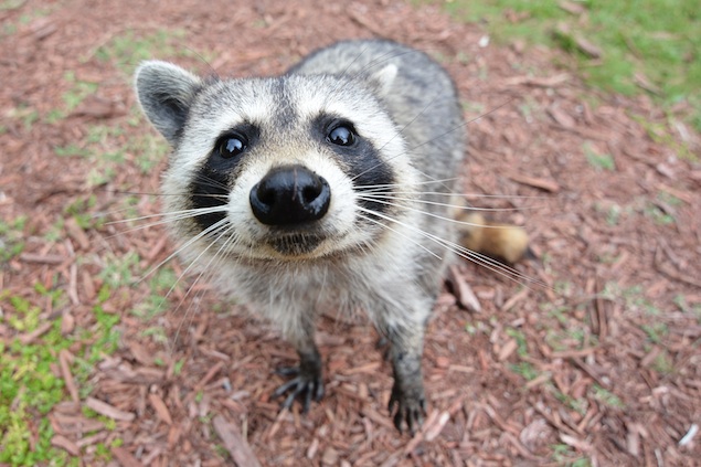 Guy Parades Raccoon On Bootleg Leash Around The Hood