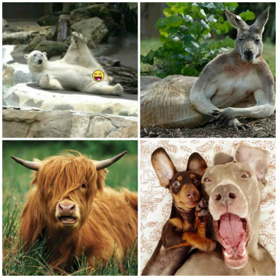 Page 7 of 21 - A Gallery Of Animals Posing For The Camera