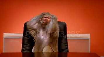 Exasperated Monkey Is The New Viral Meme