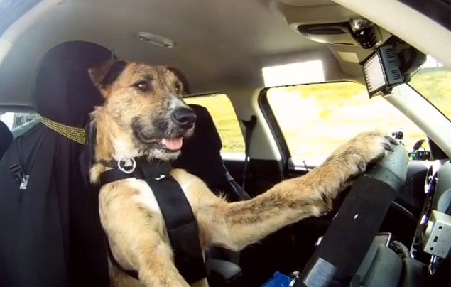 Florida Man Arrested For DUI Tells Police That His Dog Was The One ...