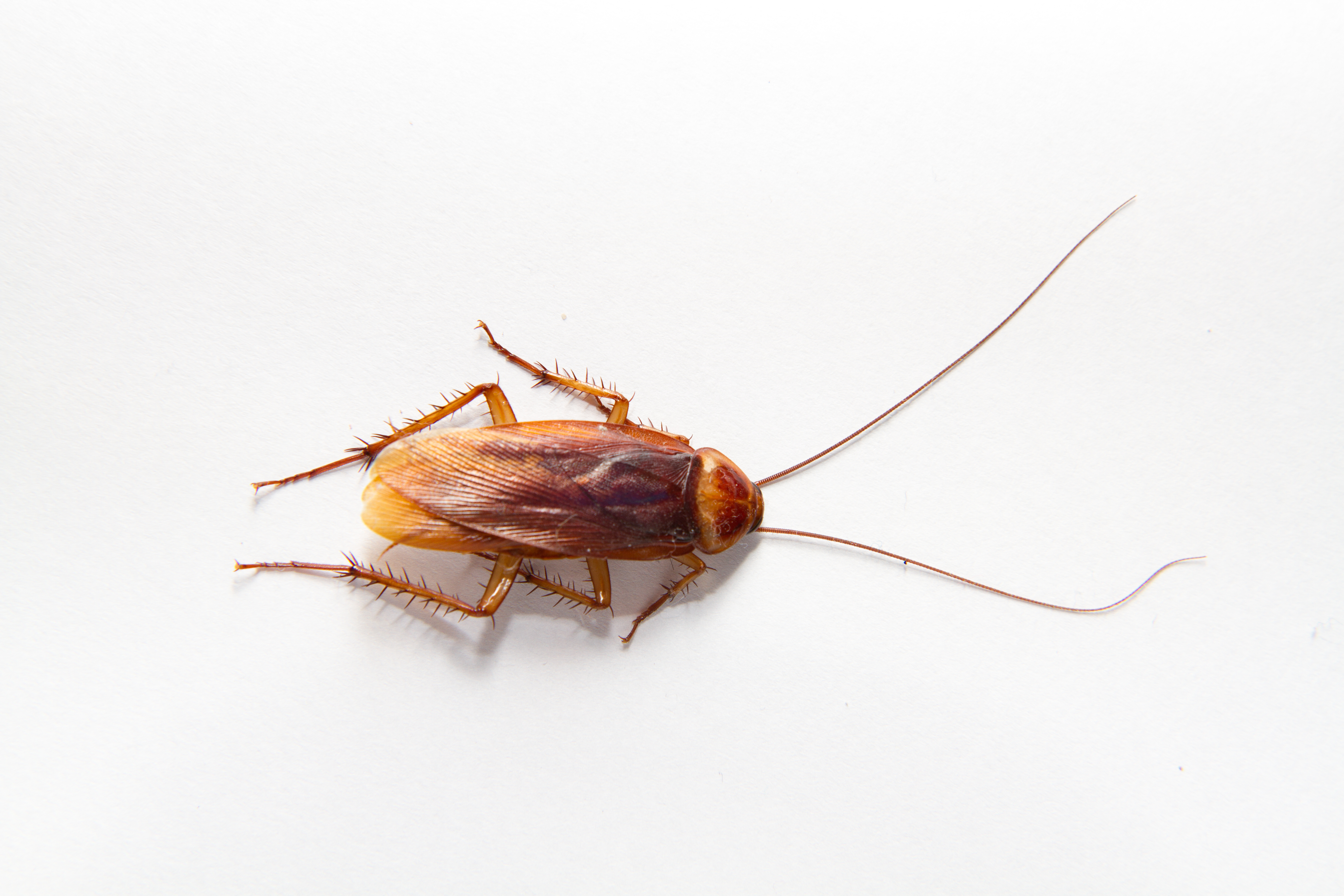 Jesus Get The RAID: Here’s What Happened When A Cockroach Parlayed In A ...