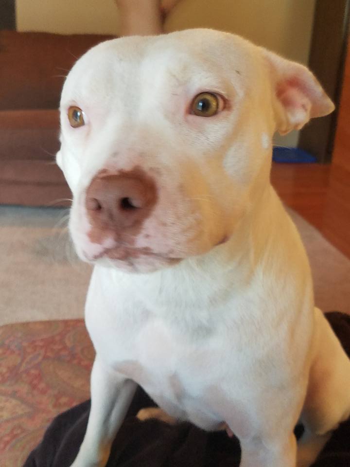 Pit Bull Dead After Being Sexually Abused In Southern California