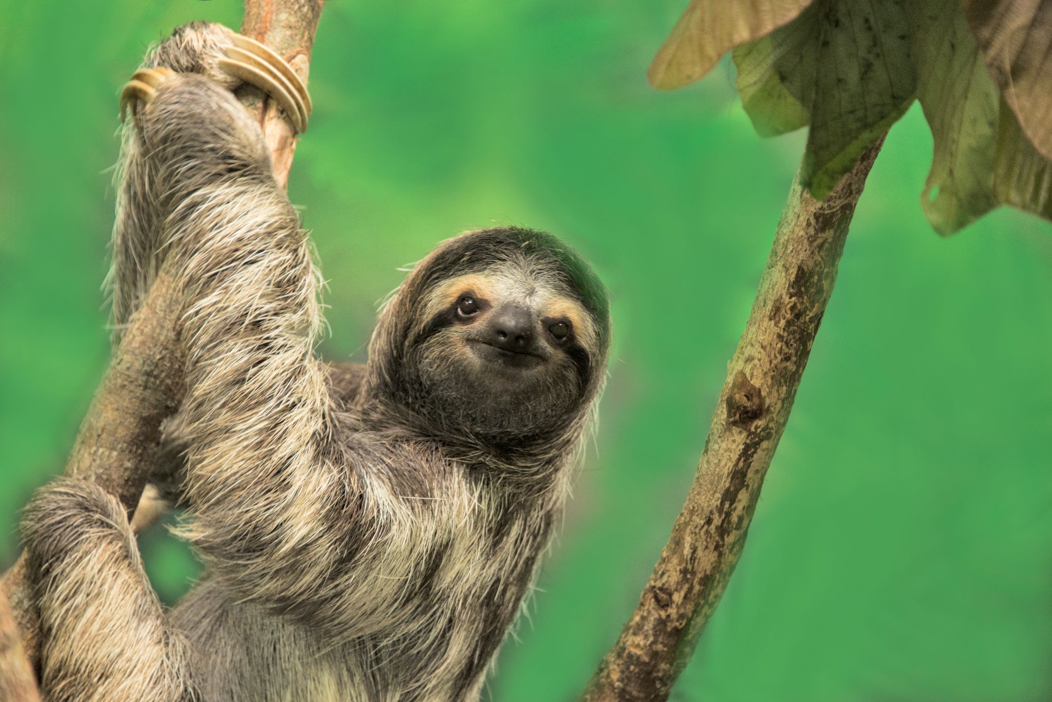 Kelvin Peña funny viral video of himself holding sloth for first time