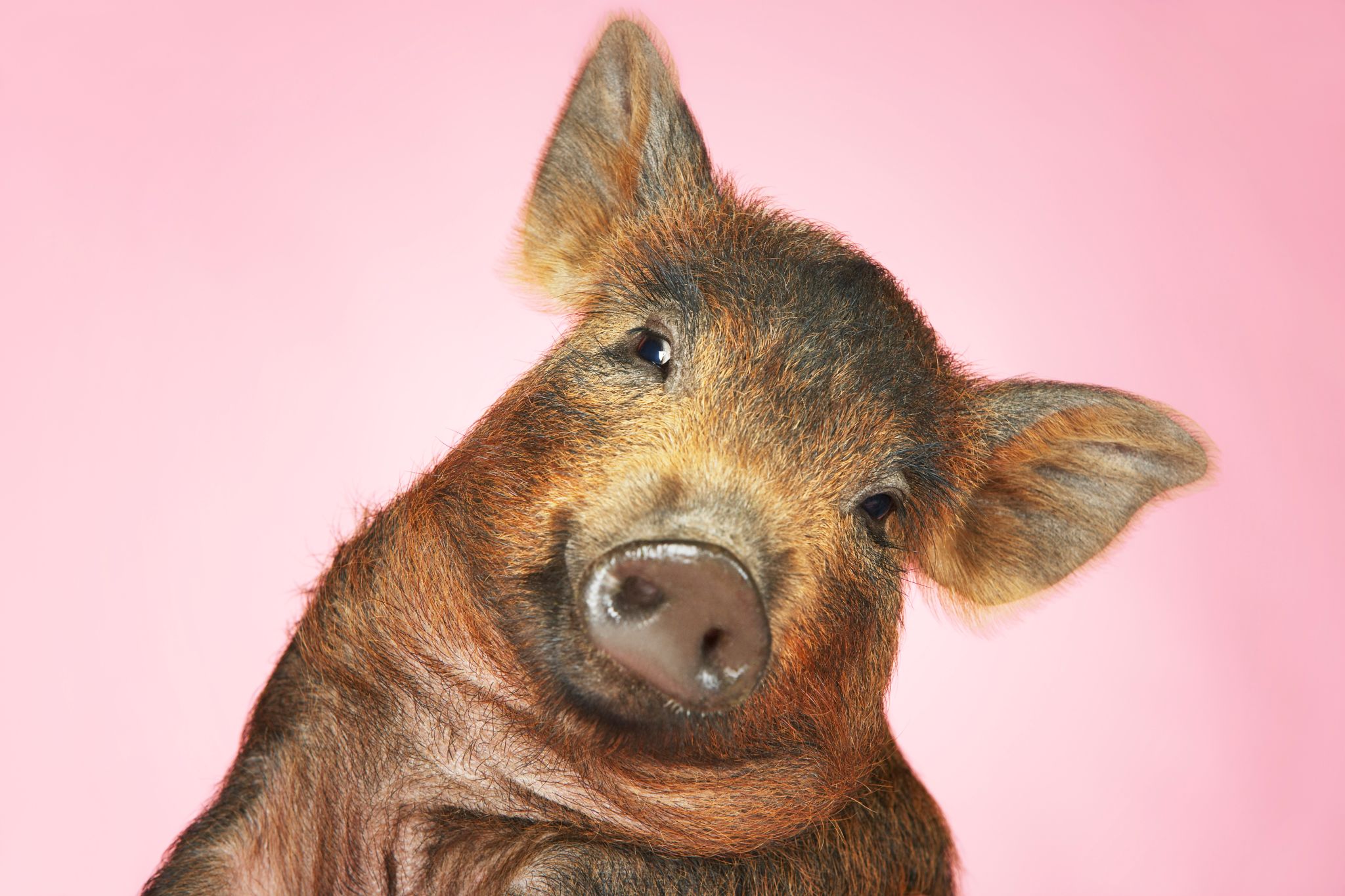 Recess Room in Fountain Valley, California fries whole pig's head