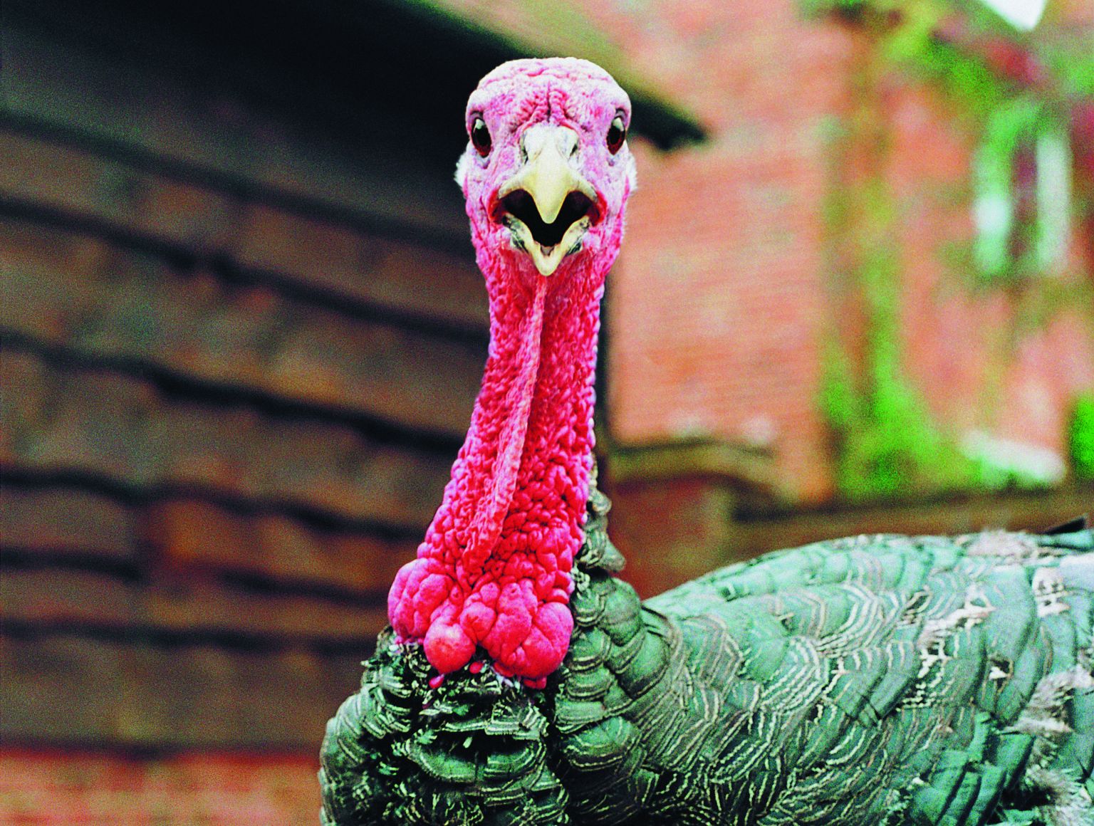 Reynolds Kitchen is giving out a recipe for Flaming Hot Cheeto Turkey