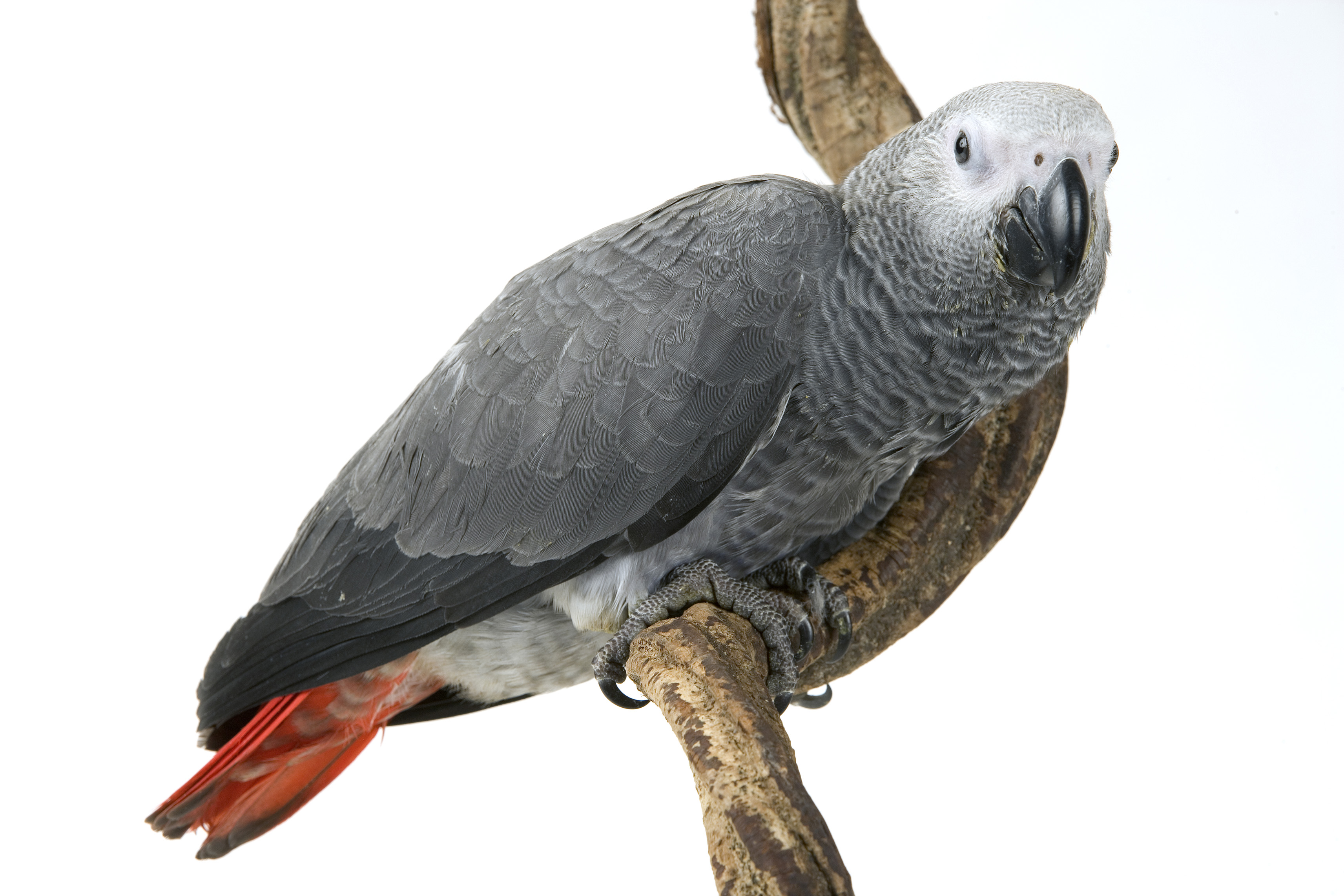 Polly Want Some Packages: Pet Parrot Ordered Snacks Off Amazon Using ...