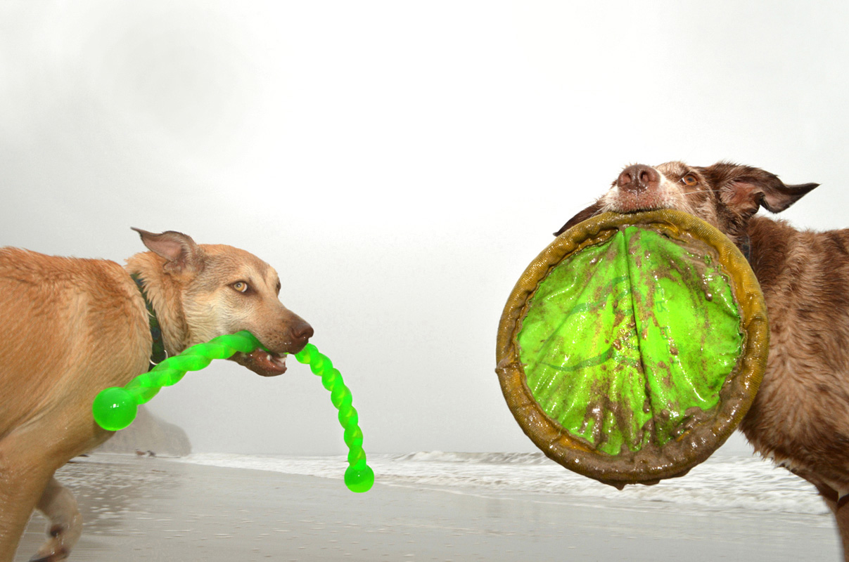 Page 6 of 6 - It's A Doggy Dog World: Cameras Capture Cute Canines ...