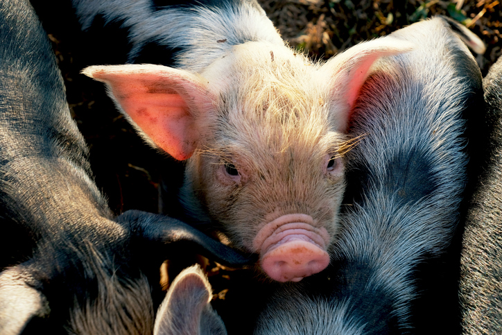 Rest In Peace: Epileptic Woman Gets Eaten Alive By Pet Pigs - Bossip ...