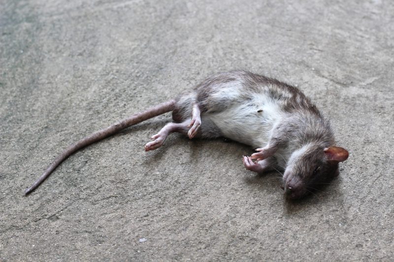 C'mon Son: Brooklyn Rat Seen Passed Out Holding An Empty Henny Bottle ...