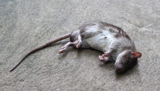 C’mon Son: Brooklyn Rat Seen Passed Out Holding An Empty Henny Bottle ...