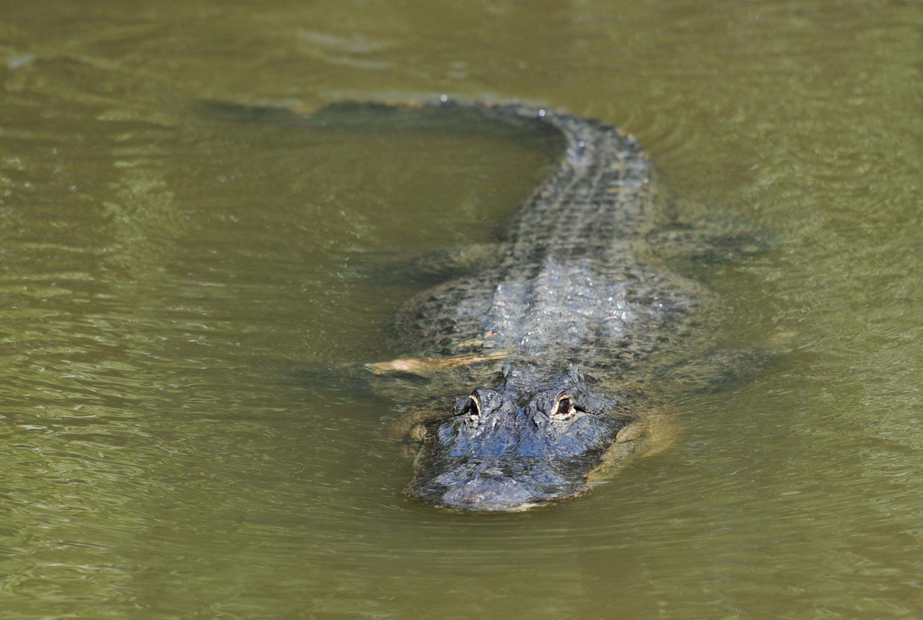 Gluttonous Gator Gobbles Down Couple's Food In The Middle Of Picnic