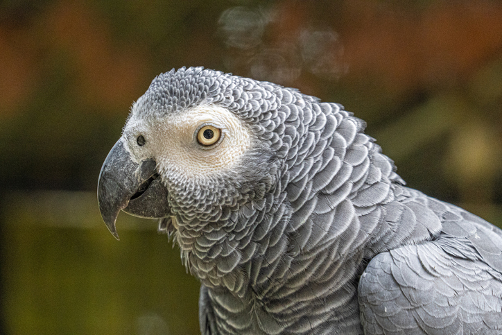 Parrots Separated At British Zoo After Cussing At Guests
