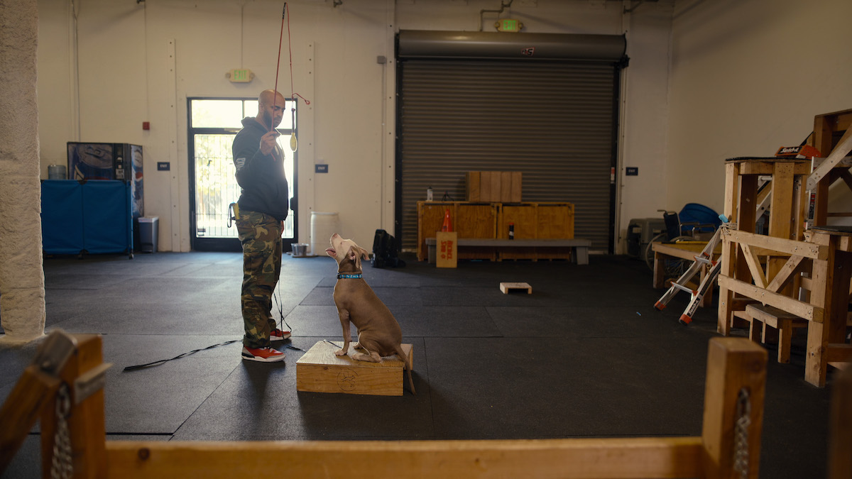 Jas Leverette Talks "Canine Intervention" And Shares Tips For Dog Owners